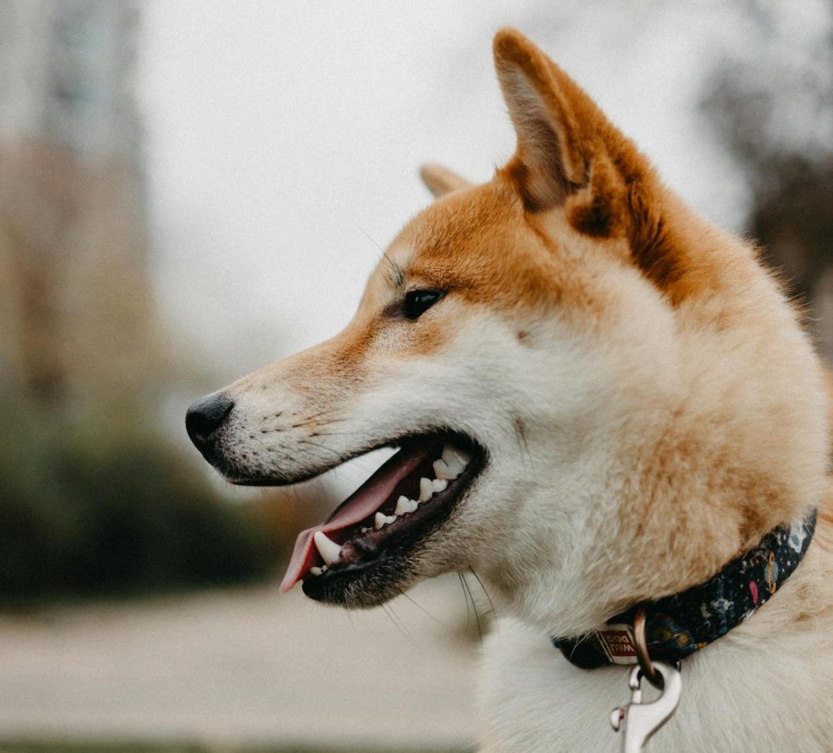 Liability in Dog Bite Cases: Holding Owners Responsible