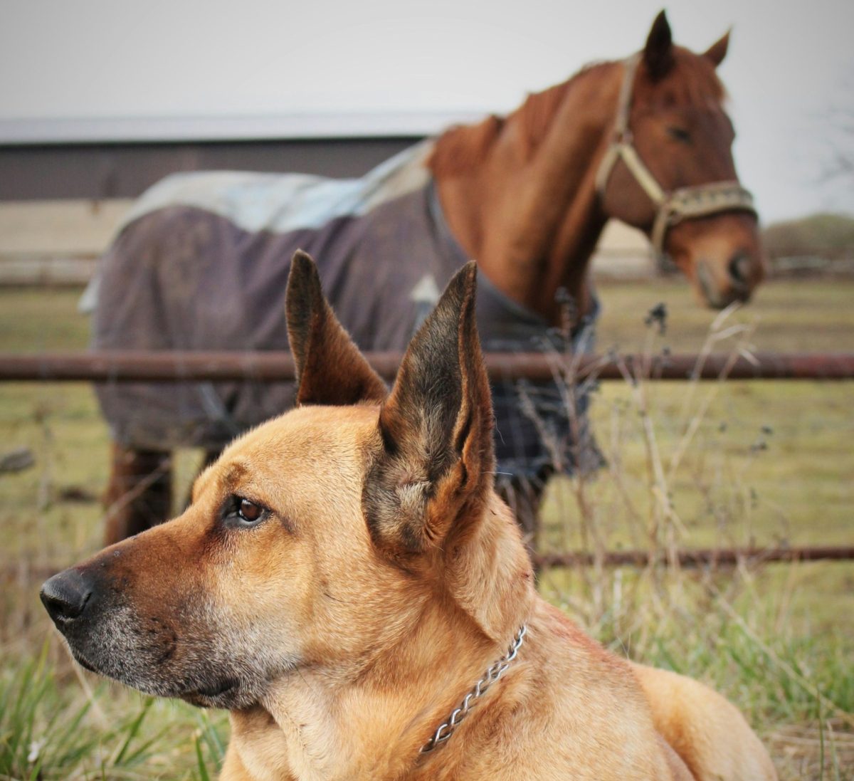 The Rise of Service Animals and Potential Bite Risks